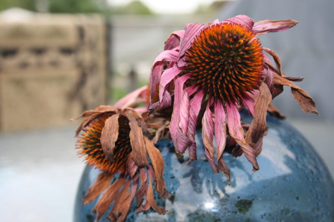 How To Prevent Flowers From Dying Virily